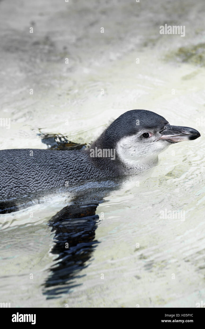 Baby penguin hi-res stock photography and images - Alamy