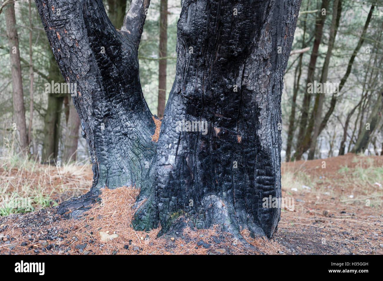 Burnt blackened bark Stock Photo - Alamy