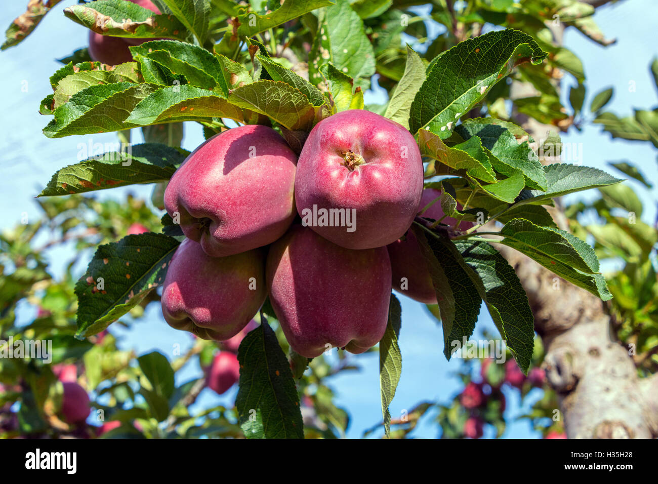 Red apples growing on trees in orchard, southern France Stock Photo - Alamy
