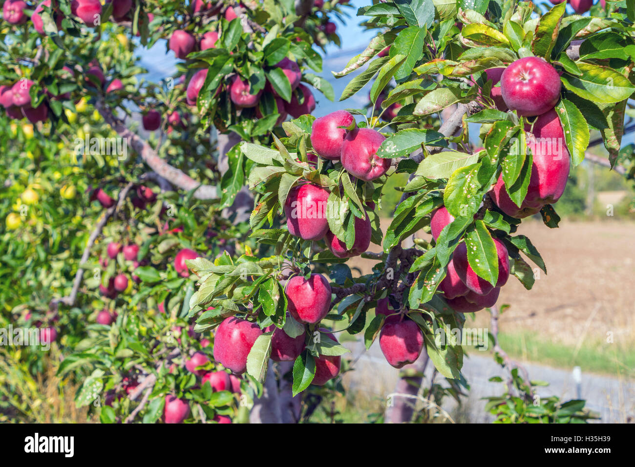 Growing fruit trees hi-res stock photography and images - Alamy