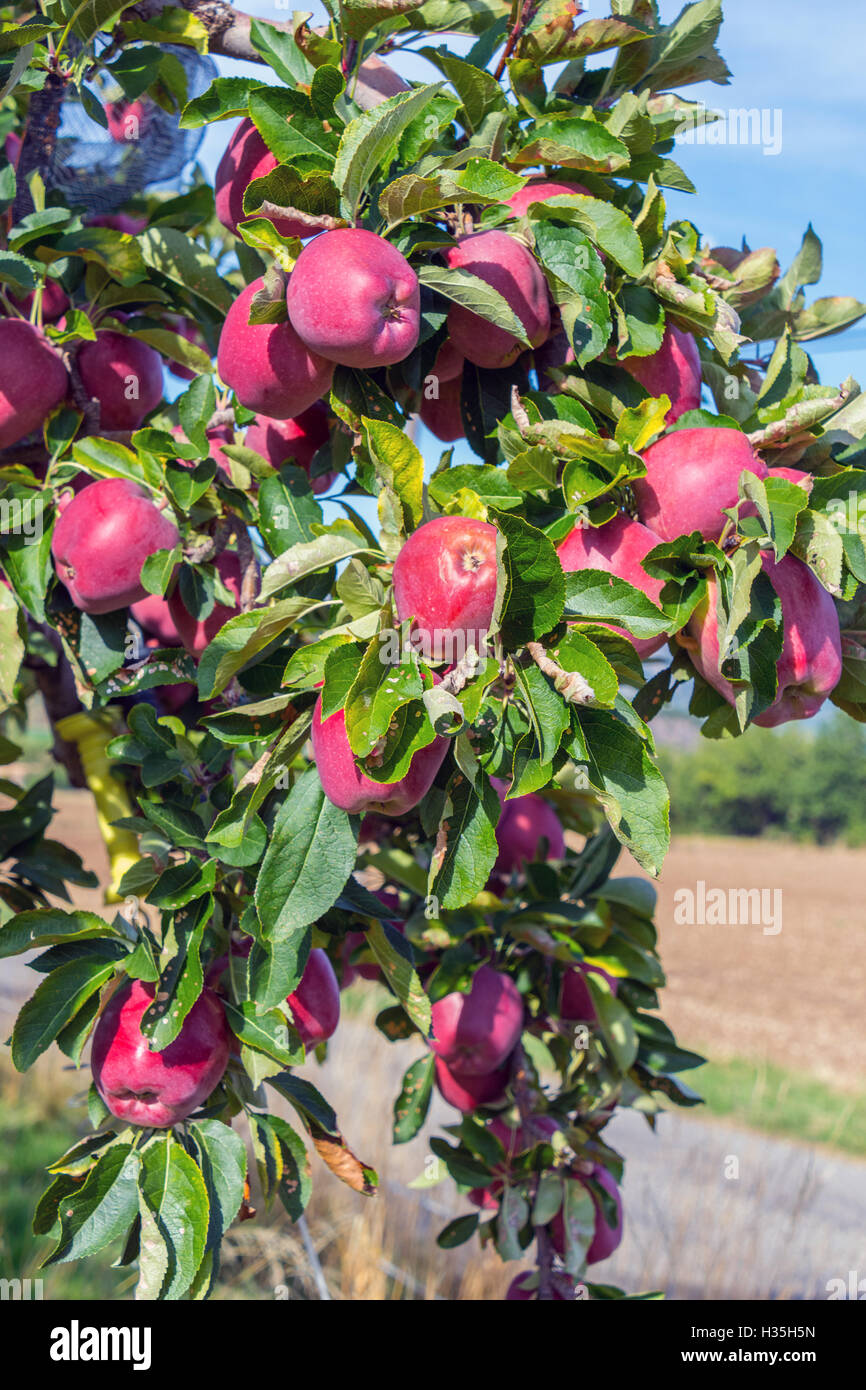 Red apples growing on trees in orchard, southern France Stock Photo - Alamy