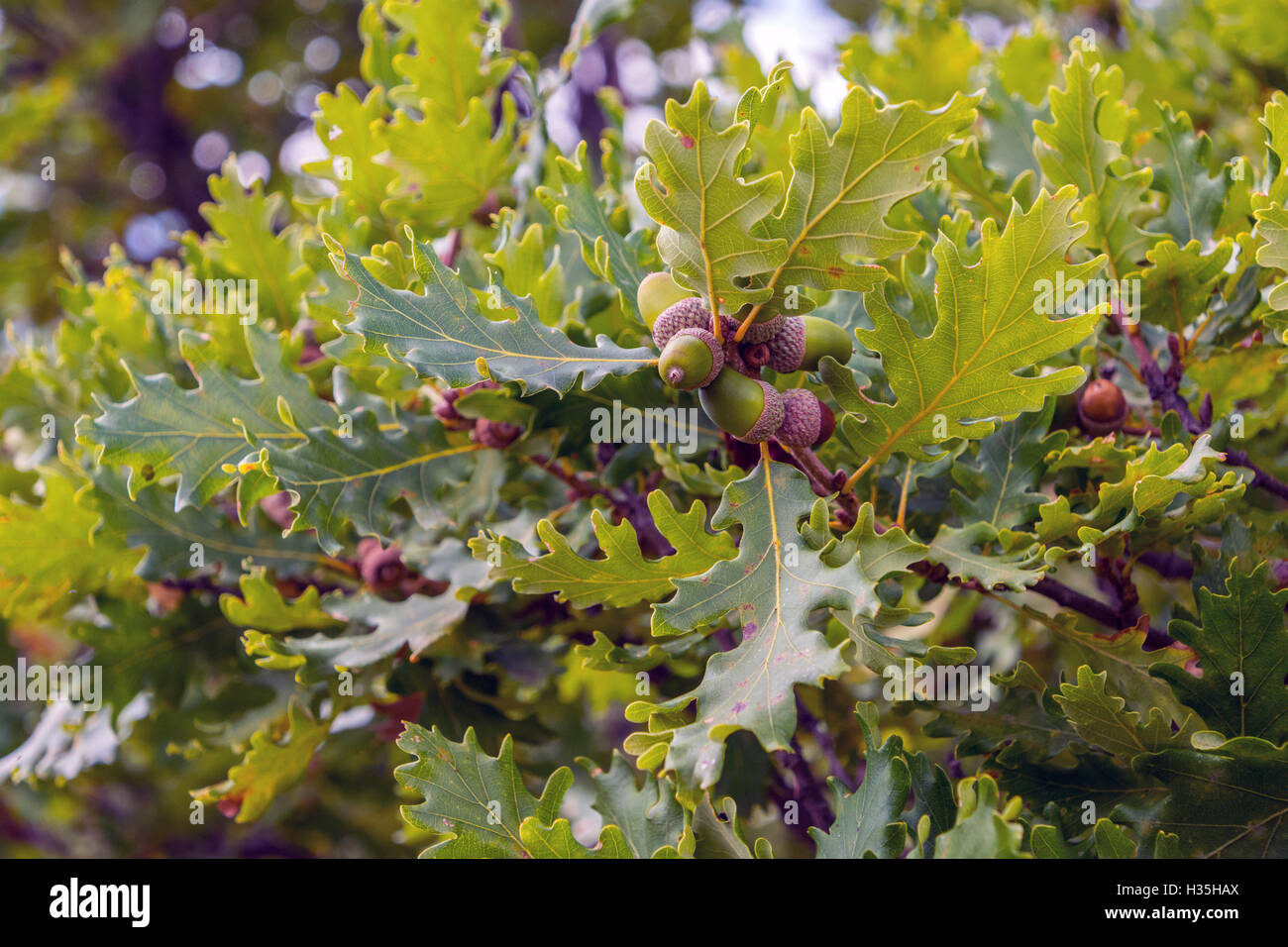 Acorns Growing On Oak Tree High Resolution Stock Photography and Images ...