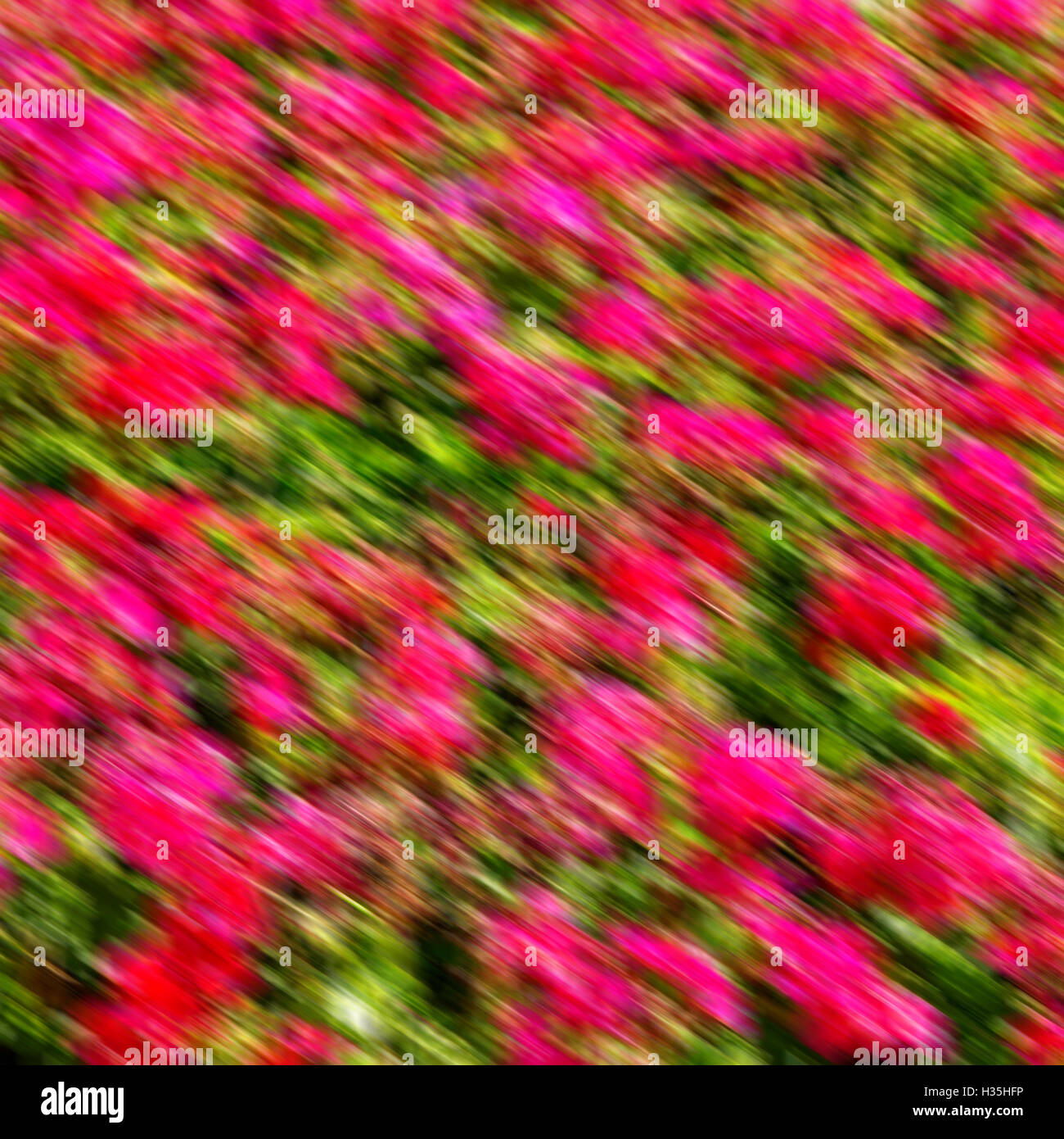 blur in the spring colors flowers and garden Stock Photo - Alamy