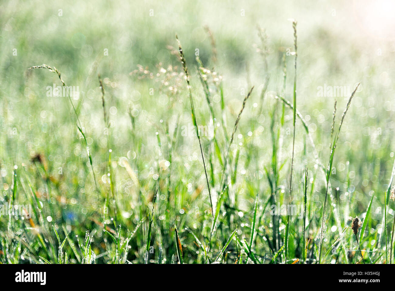 Grass and sun hi-res stock photography and images - Alamy