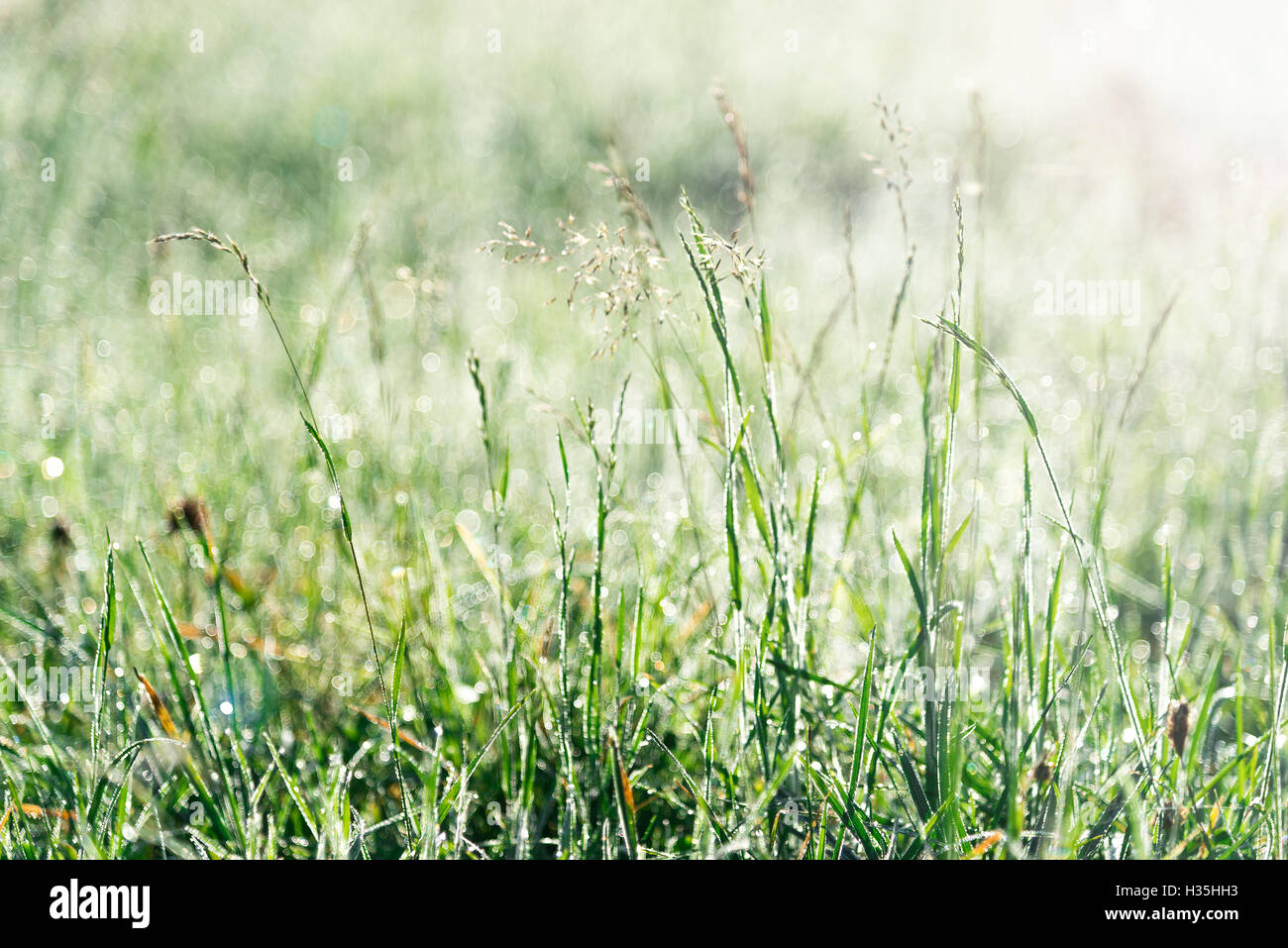 Green grass with sunset Stock Photo - Alamy