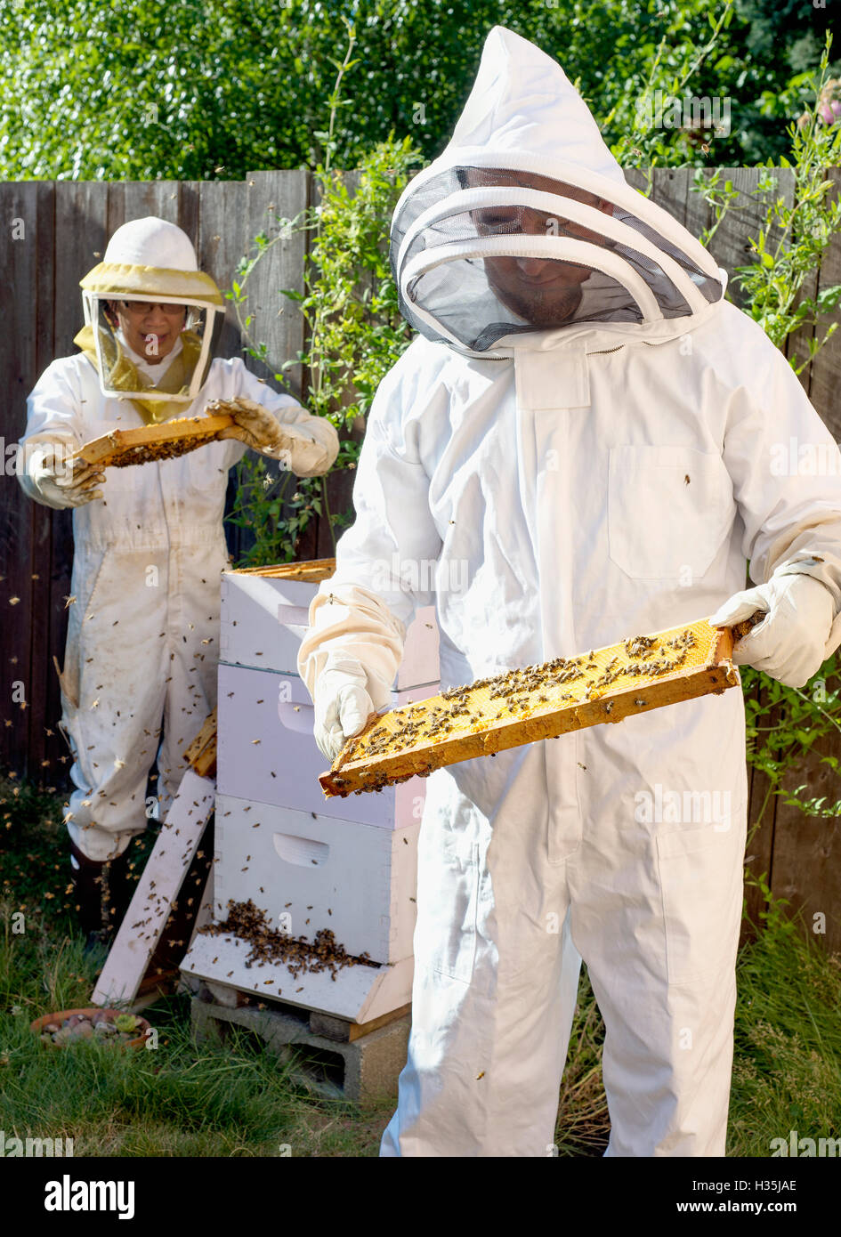 Backyard bee keeping Stock Photo - Alamy