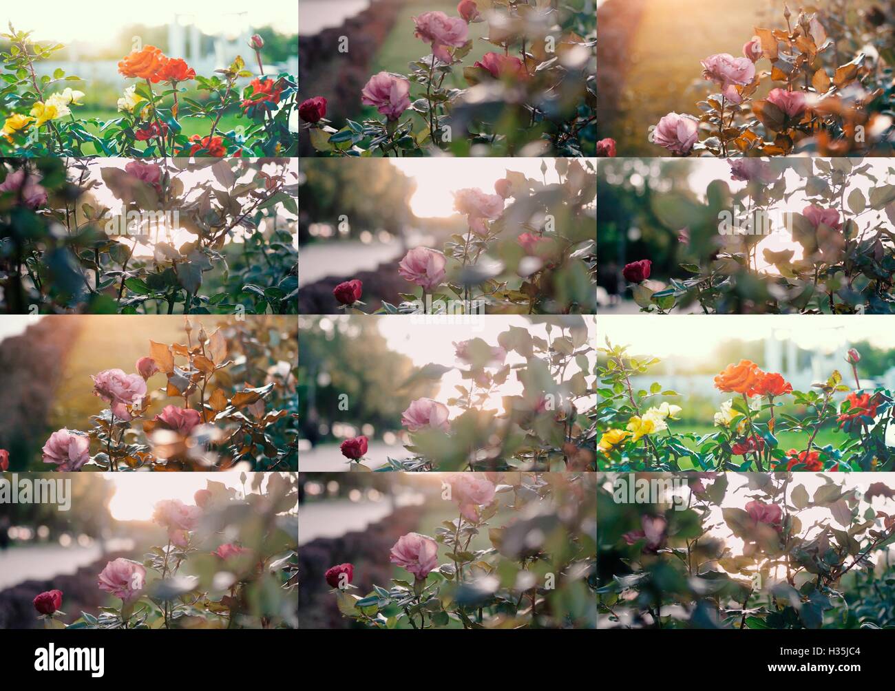 Roses in the garden. Set of colorized images with selective focus and ...
