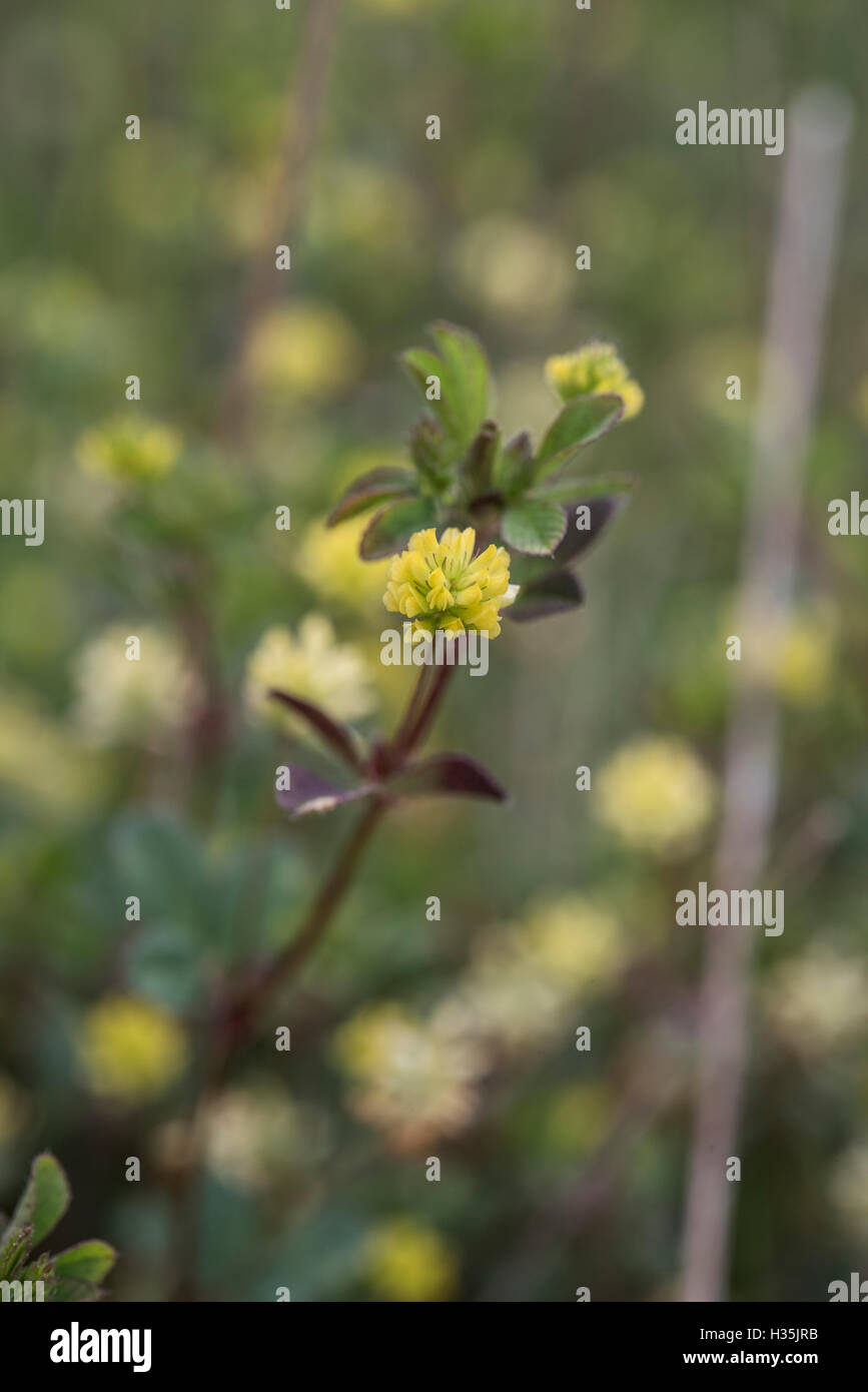 Trifolium dubium, Lesser Trefoil, growing by a roadside, Surrey, UK ...
