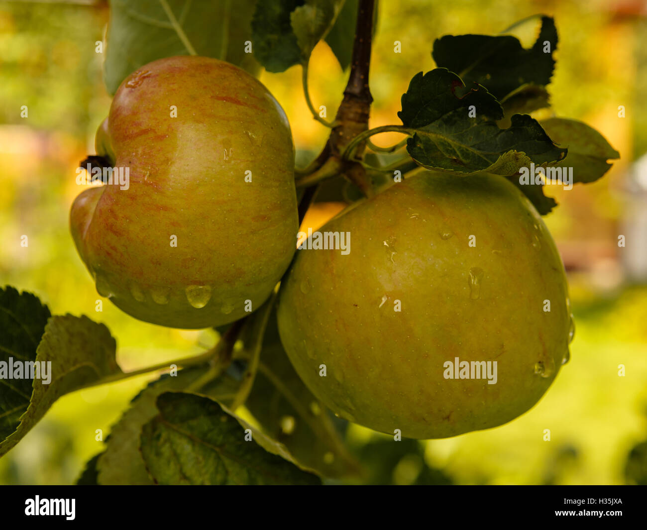 Big apples hi-res stock photography and images - Alamy