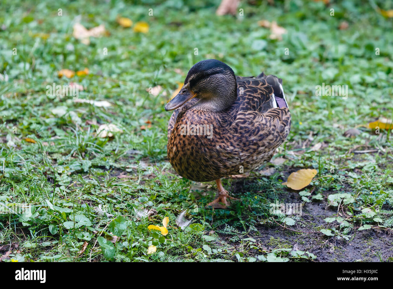 One leg standing duck hi-res stock photography and images - Alamy