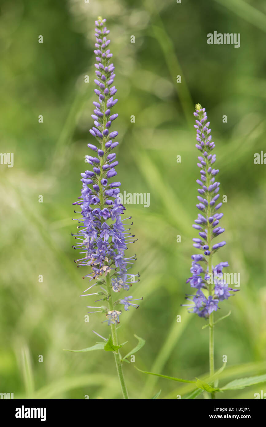 Long flowered speedwell hi-res stock photography and images - Alamy