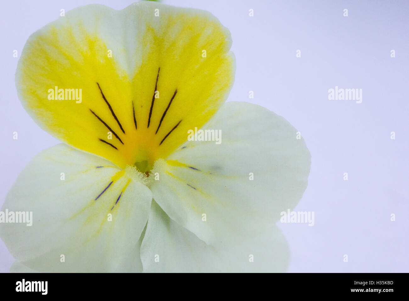 Johnny Jump Up Flower High Resolution Stock Photography and Images - Alamy