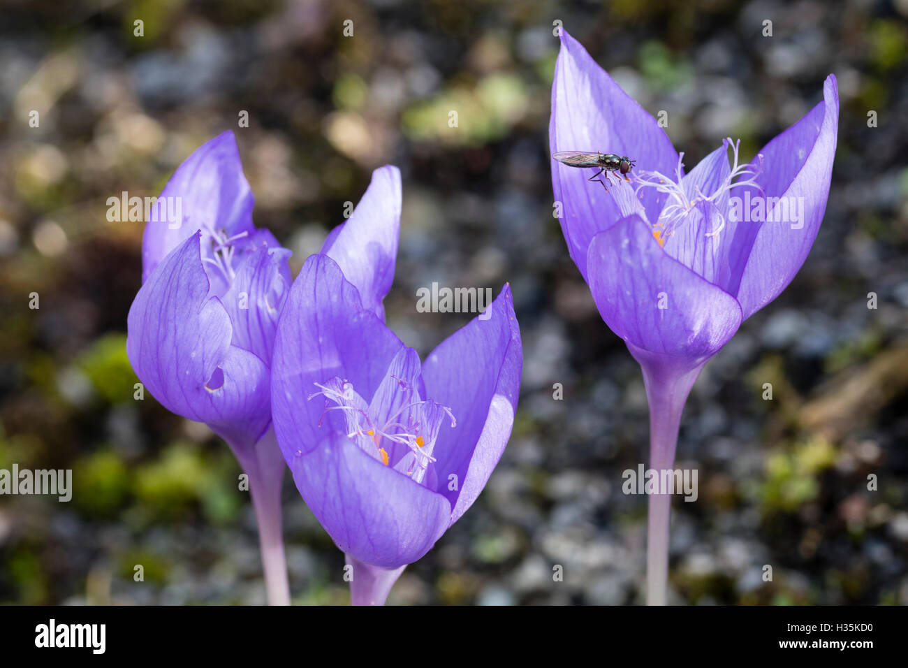Pale blue flowers of the autumn flowering Crocus banaticus, showing the ...