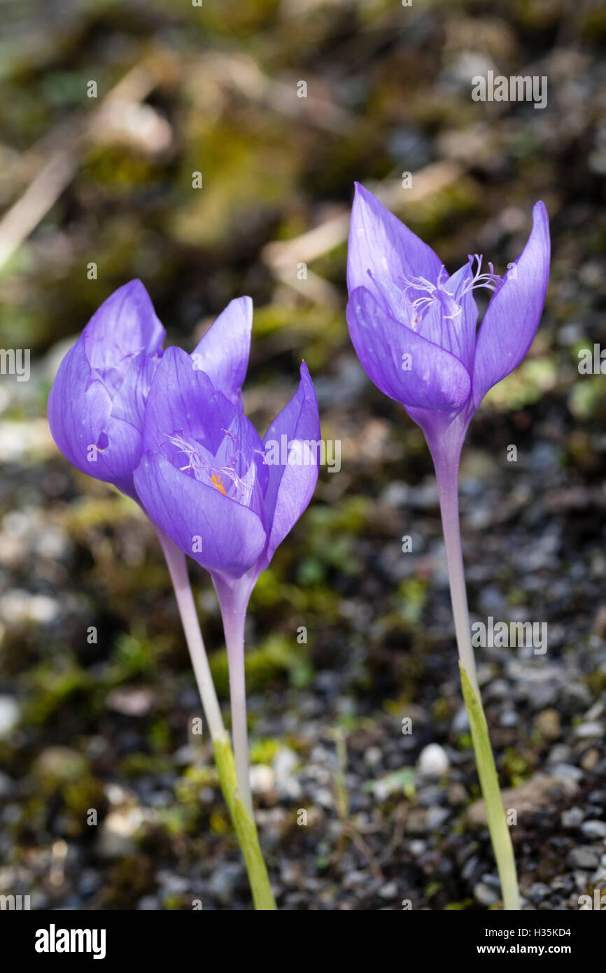 Pale blue flowers of the autumn flowering Crocus banaticus, showing the ...