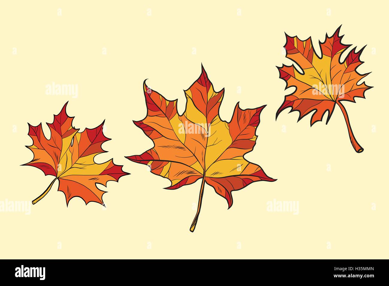 Maple fall leaf Stock Vector Images - Alamy