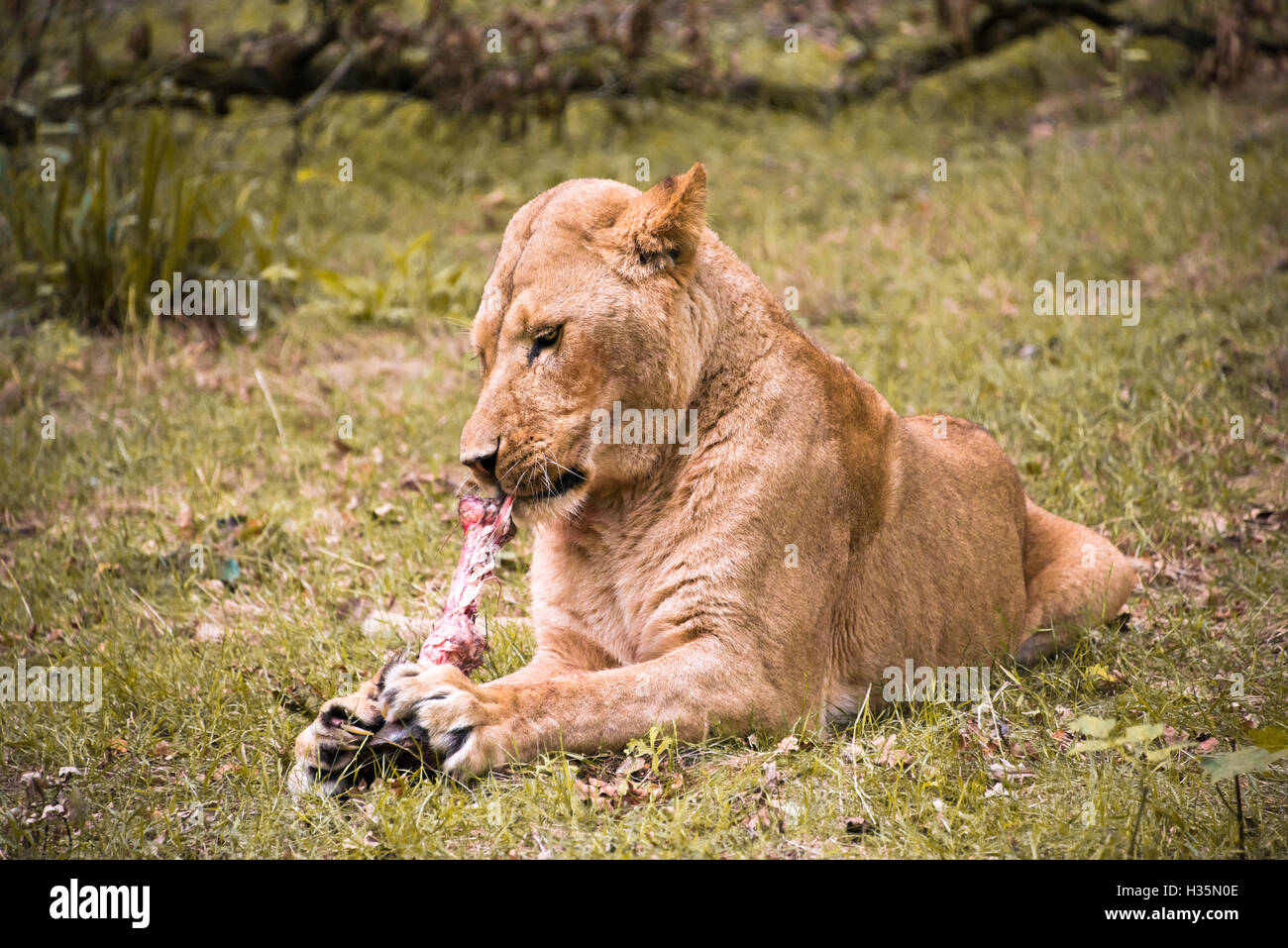Wildlife lioness eating raw hi-res stock photography and images - Alamy