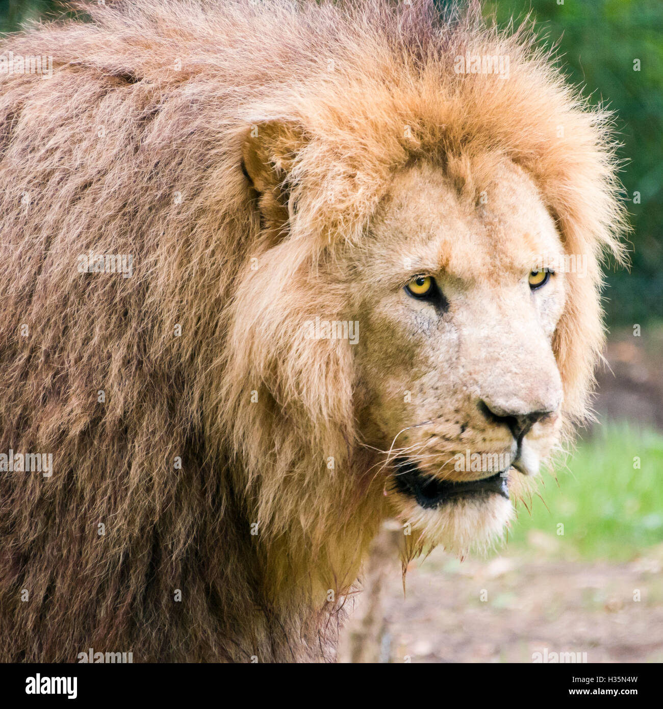 Lion head side profile hi-res stock photography and images - Alamy