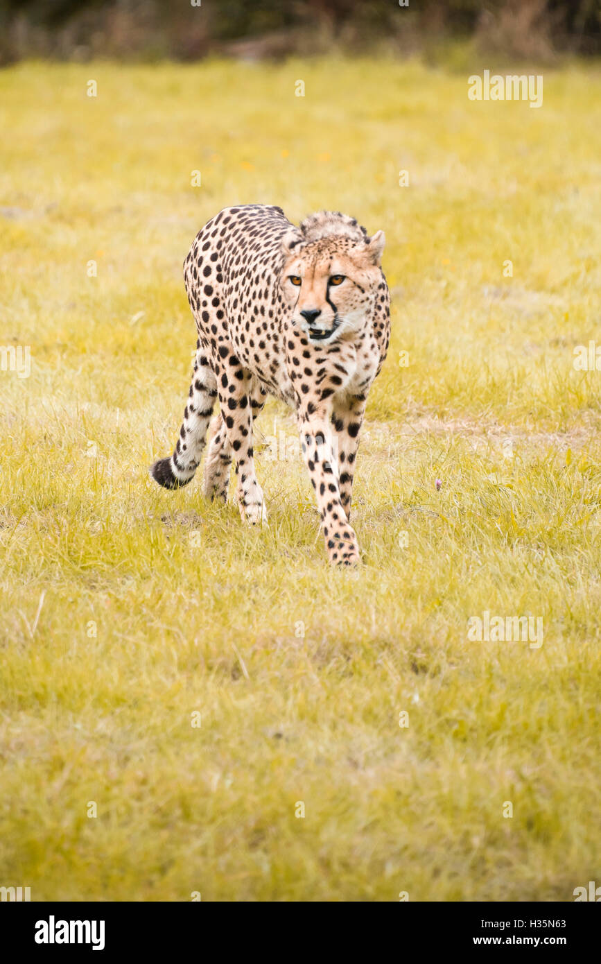 Vertical close up view of a South African Cheetah Stock Photo - Alamy