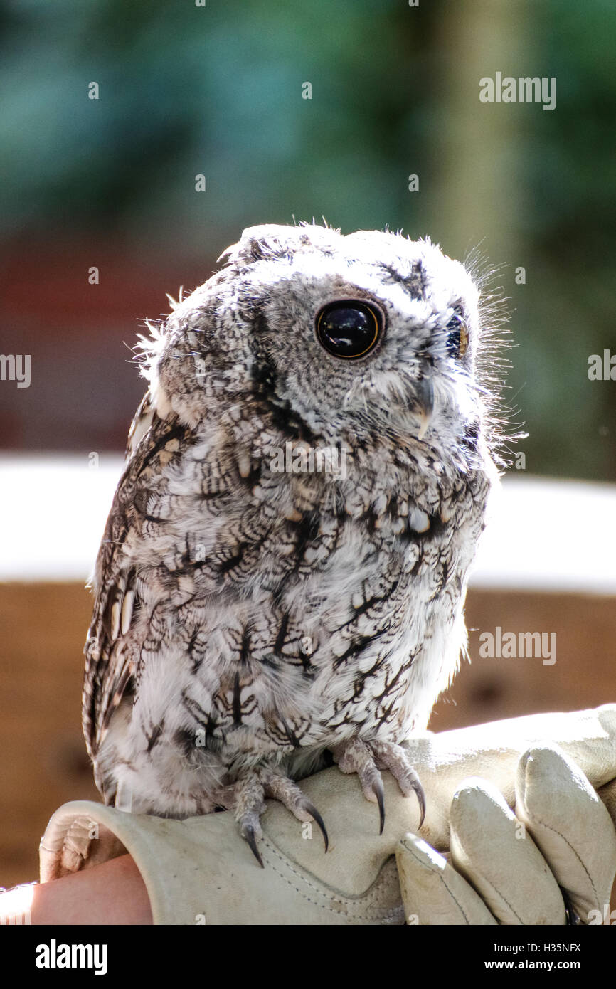 Western Screech Owl Baby