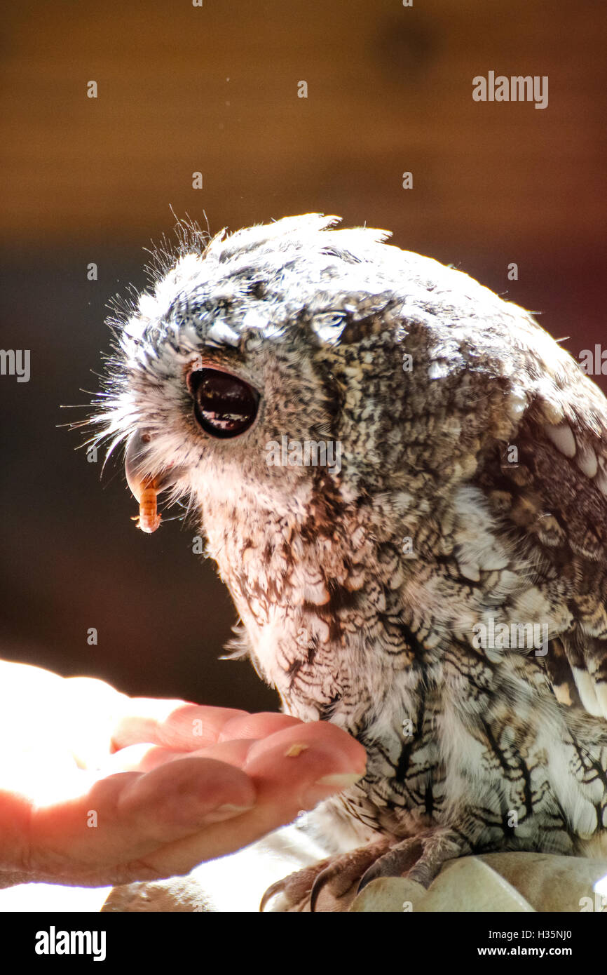 Baby Western screech owl sitting on a handler Stock Photo - Alamy