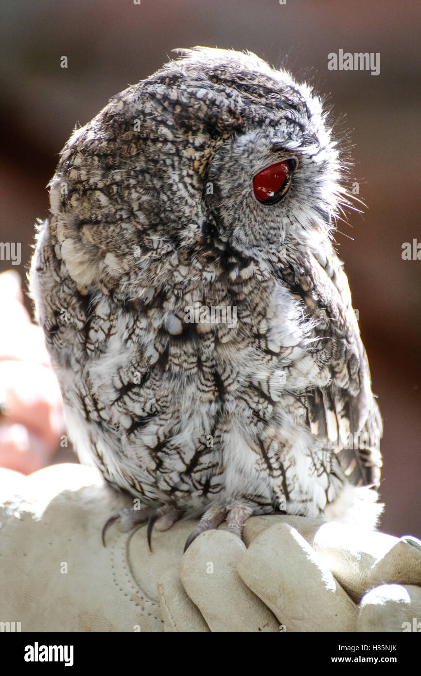 Baby Western screech owl sitting on a handler Stock Photo - Alamy