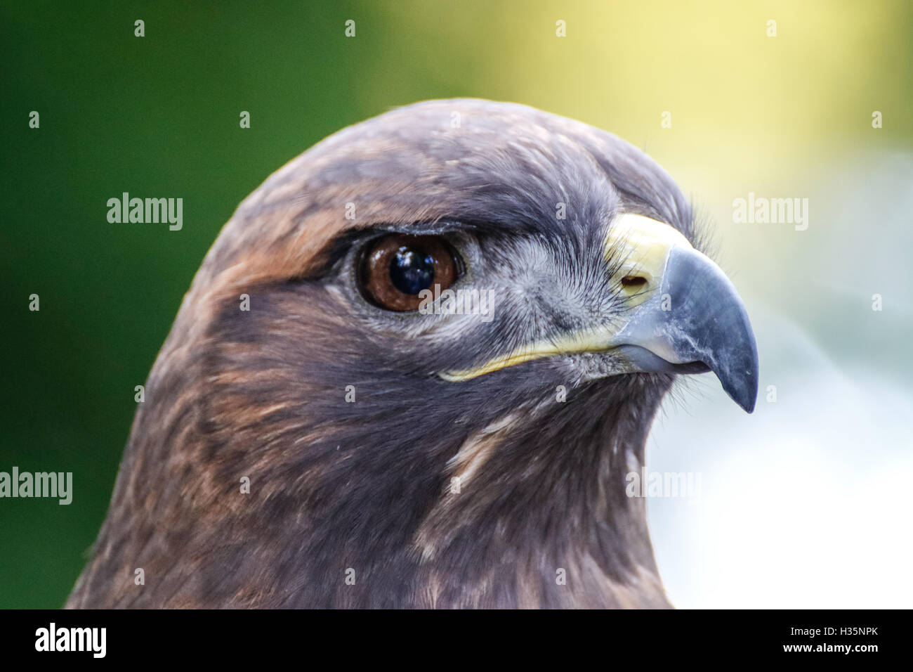 Red tail hawk sitting looking around hi-res stock photography and ...