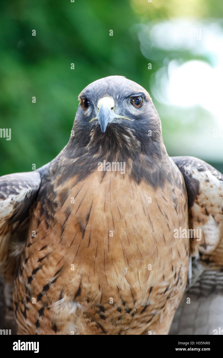 Red-Tail Hawk sitting and looking around Stock Photo - Alamy
