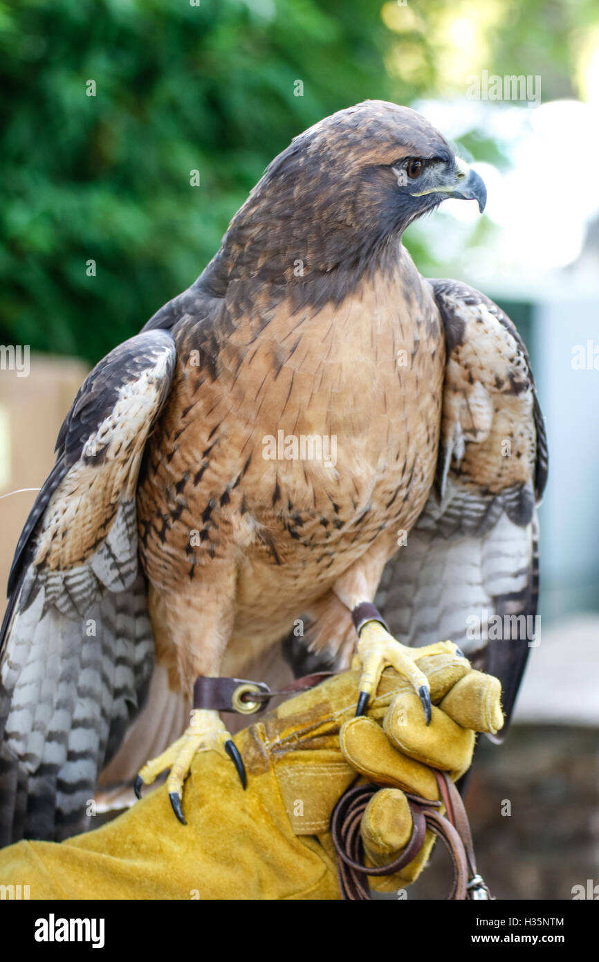 Red-Tail Hawk sitting and looking around Stock Photo - Alamy