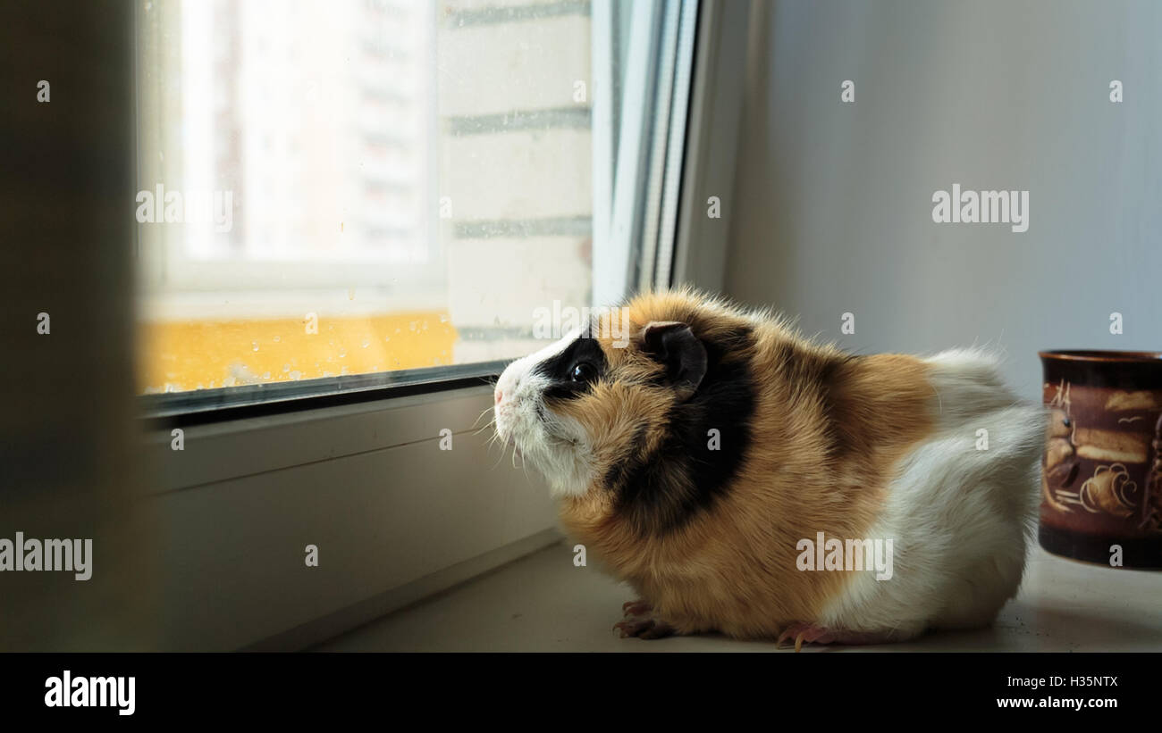big guinea pig Stock Photo - Alamy