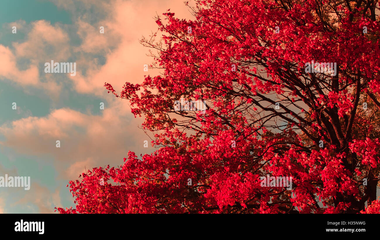 bright red maple leaves Stock Photo - Alamy