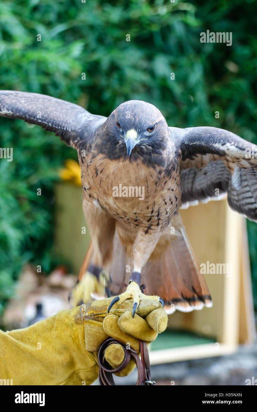 Red Tail Hawk sitting on an handler Stock Photo - Alamy