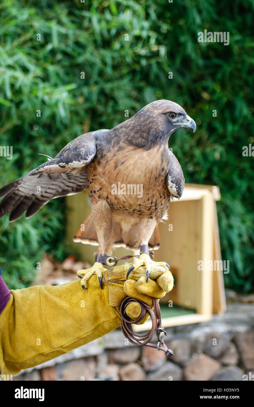 Red Tail Hawk sitting on an handler Stock Photo - Alamy