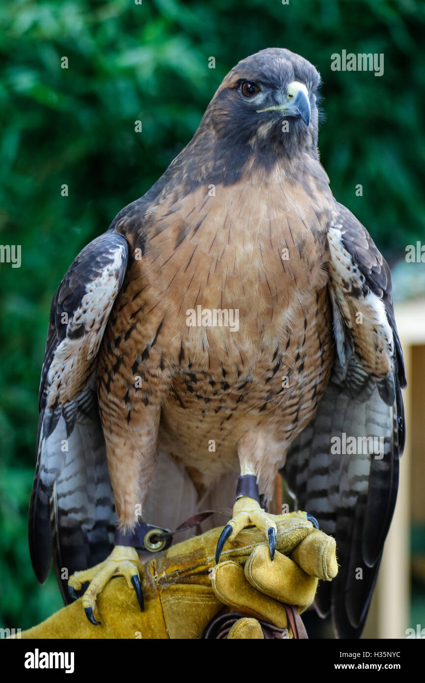 Red Tail Hawk sitting on an handler Stock Photo - Alamy
