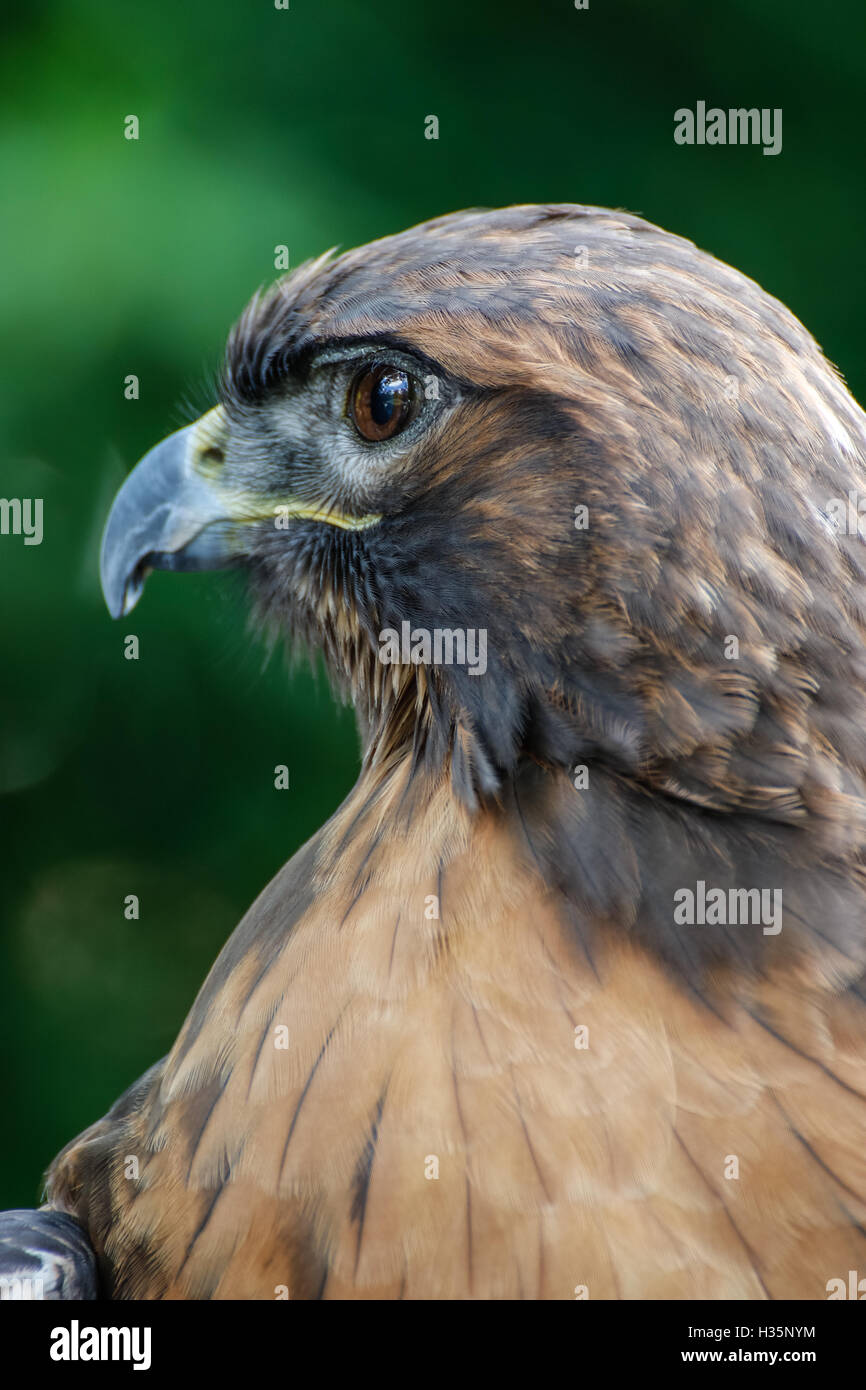 Hawk sitting hi-res stock photography and images - Alamy