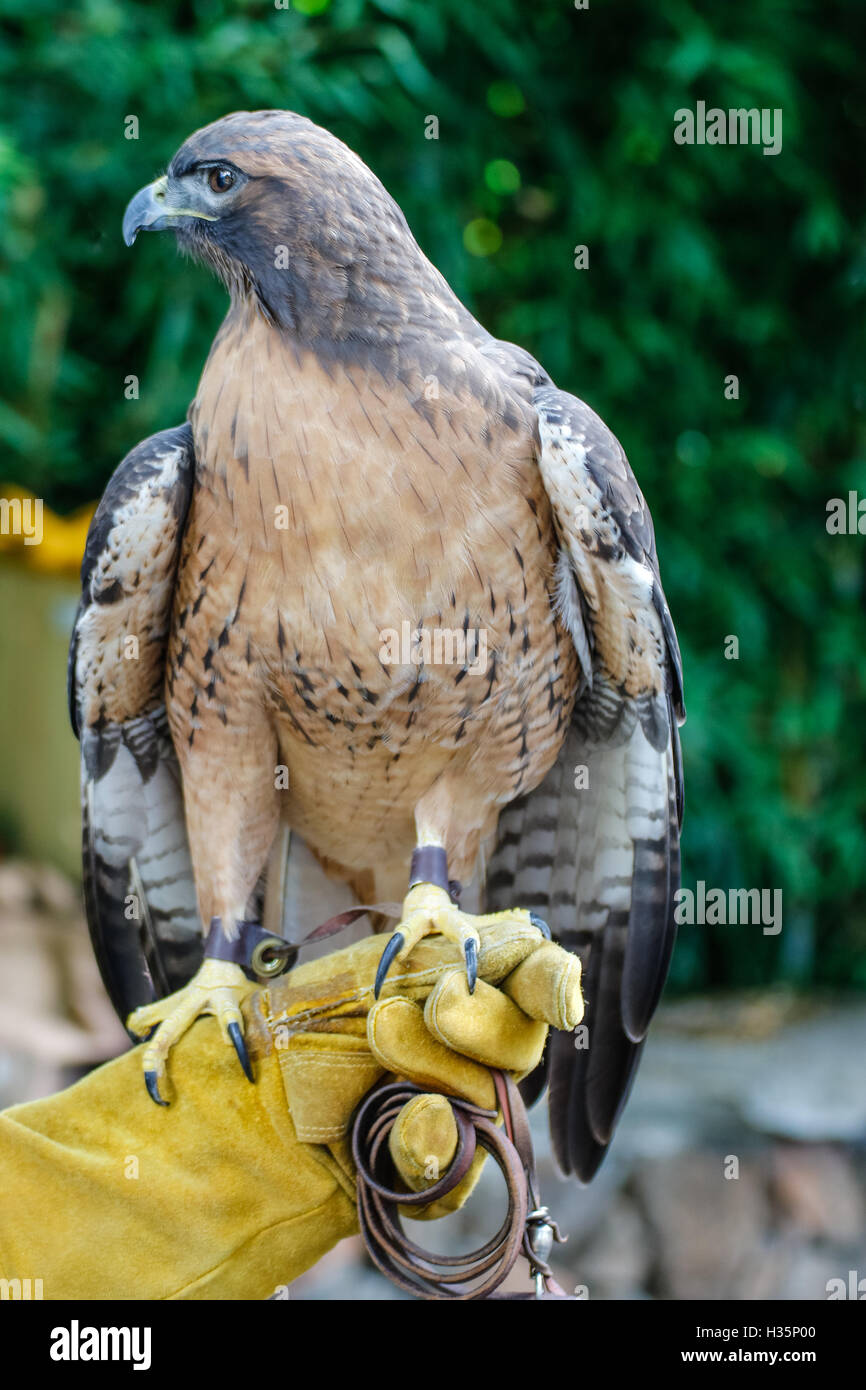 Red Tail Hawk sitting on an handler Stock Photo - Alamy