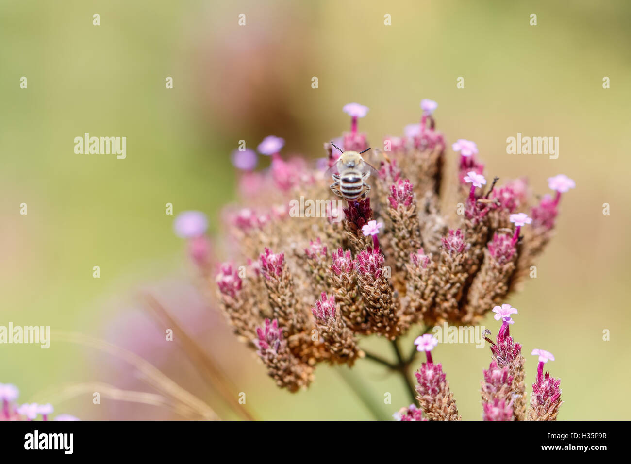 Bee landing on a flower Stock Photo - Alamy