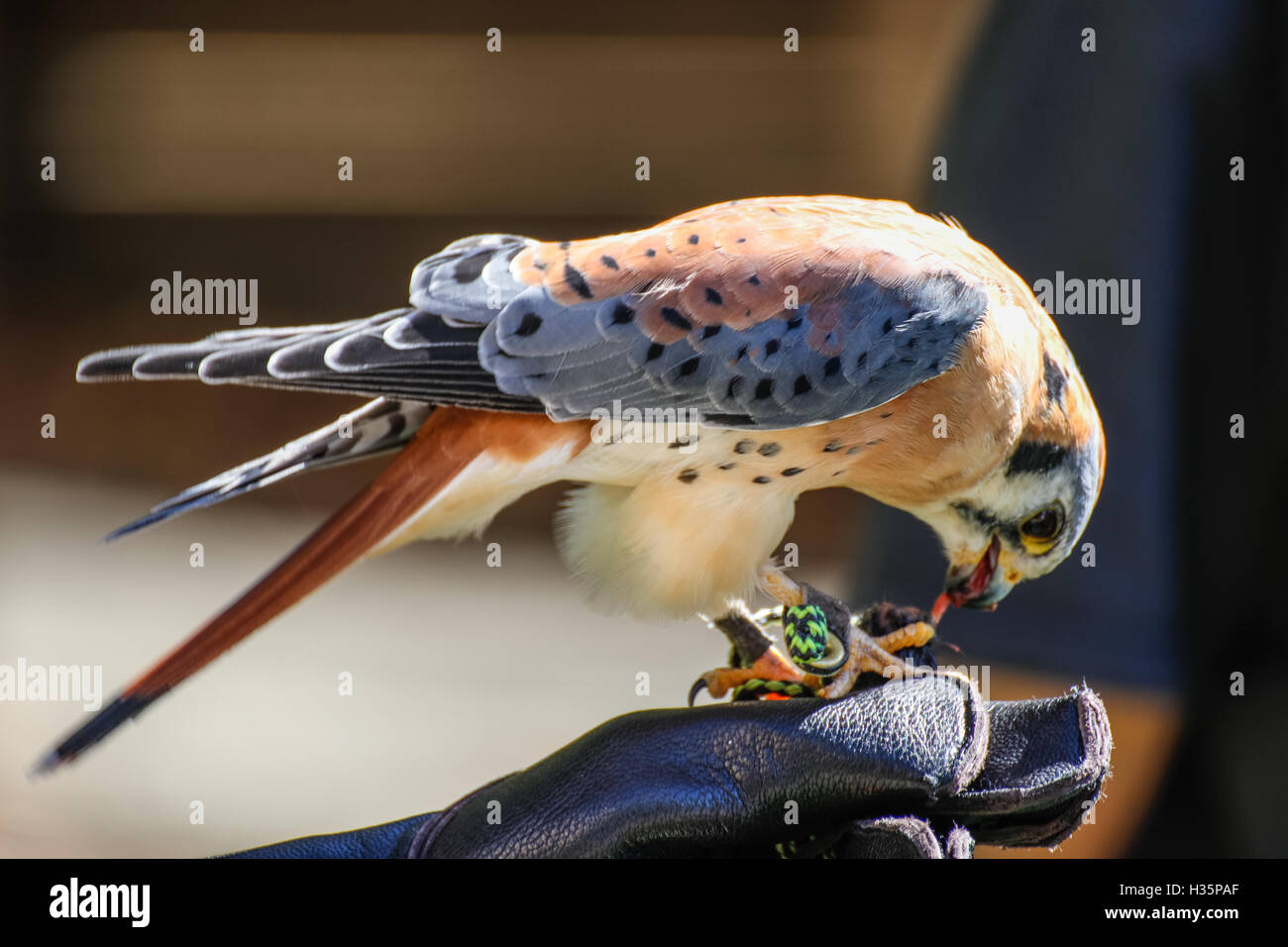 American kestrel hawk eating on a handler's glove Stock Photo - Alamy