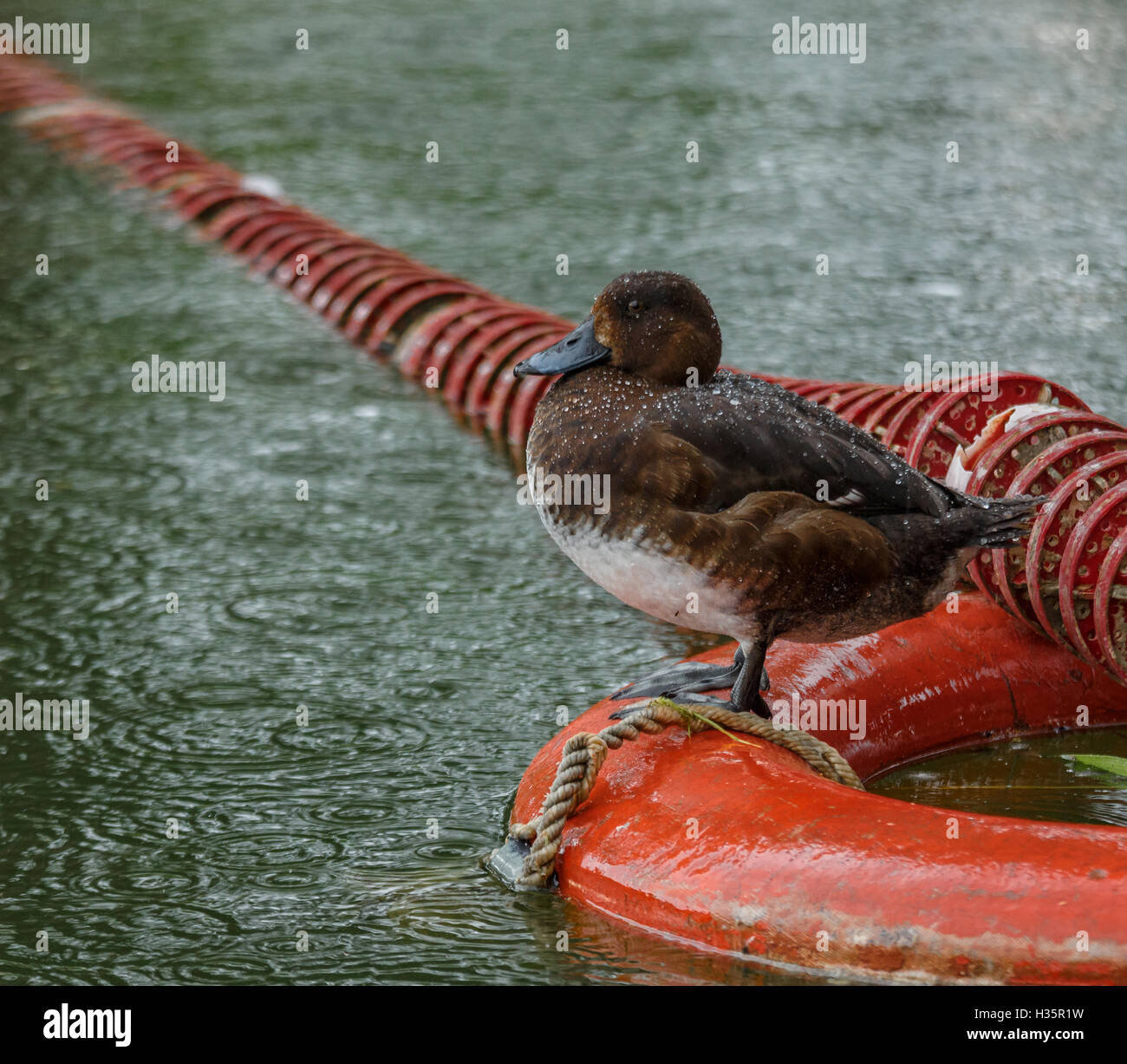 Duck on a buoy Stock Photo - Alamy