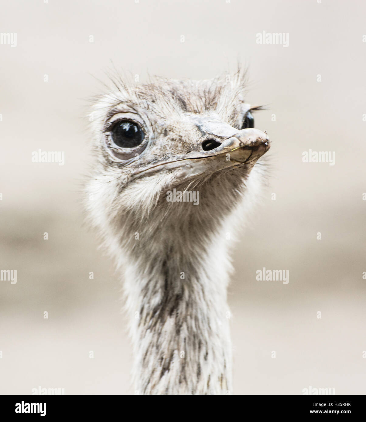 Emu portrait - Dromaius novaehollandiae. Beauty in nature. Flightless ...