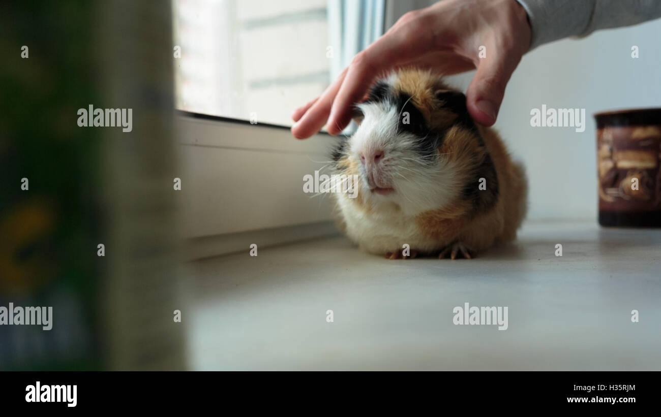 big guinea pig Stock Photo - Alamy