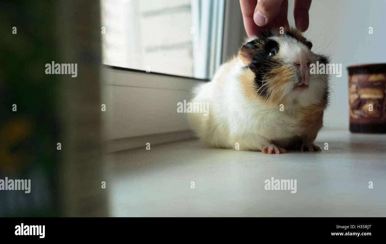 big guinea pig Stock Photo - Alamy