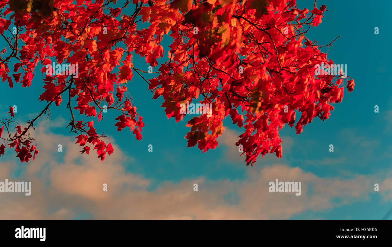 bright red maple leaves Stock Photo - Alamy