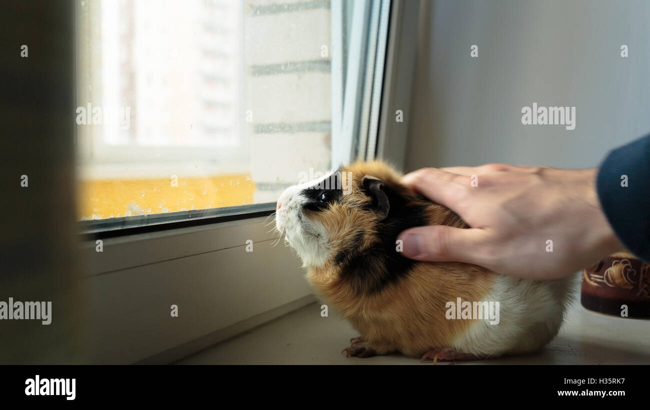 big guinea pig Stock Photo - Alamy
