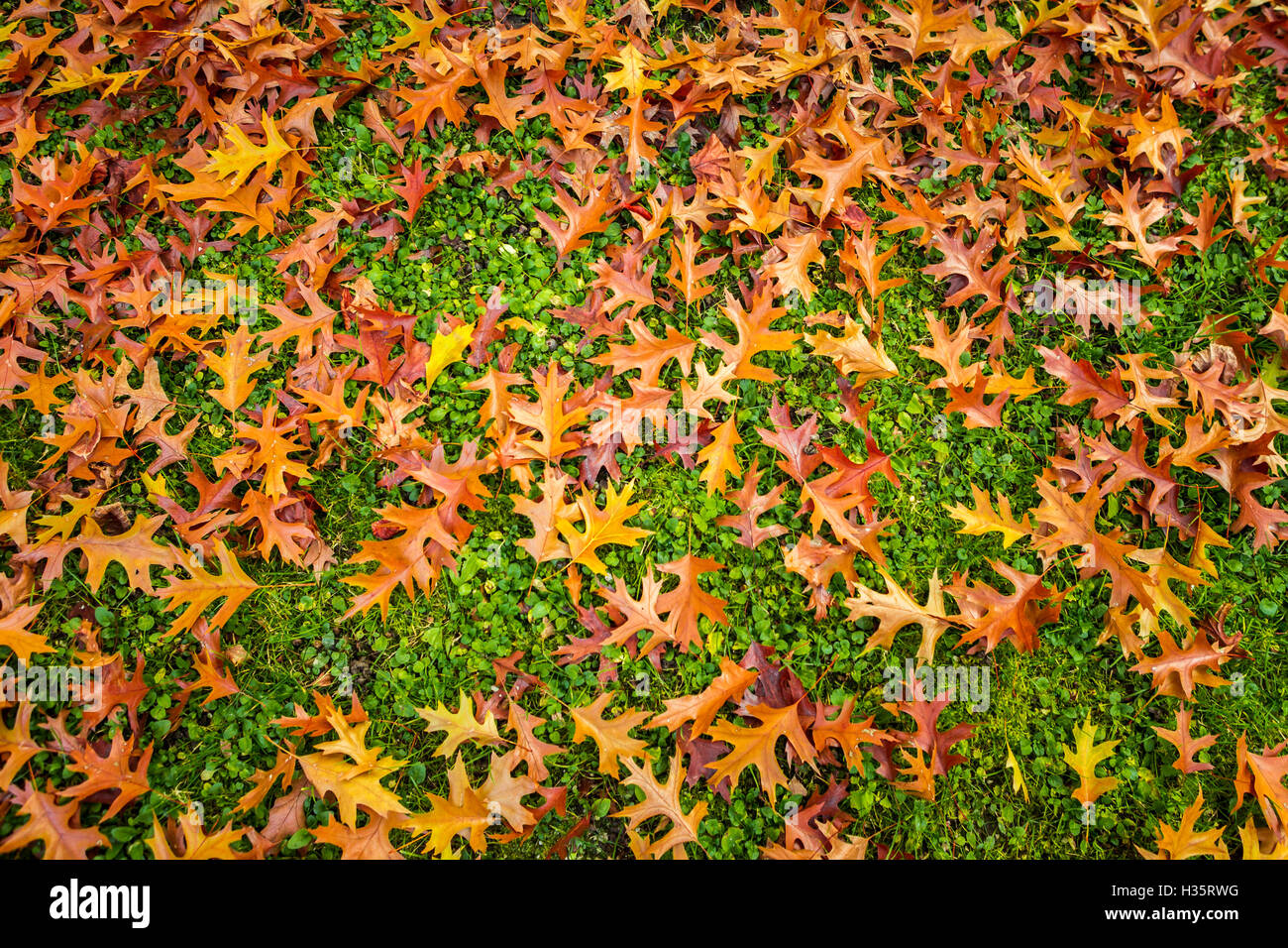 Autumn Leaf texture pattern background Stock Photo - Alamy
