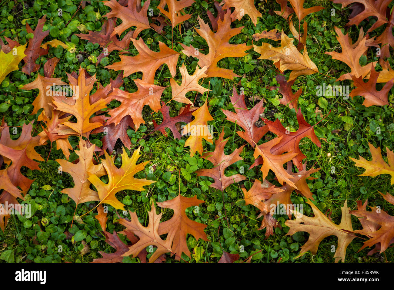 Autumn Leaf texture pattern background Stock Photo - Alamy
