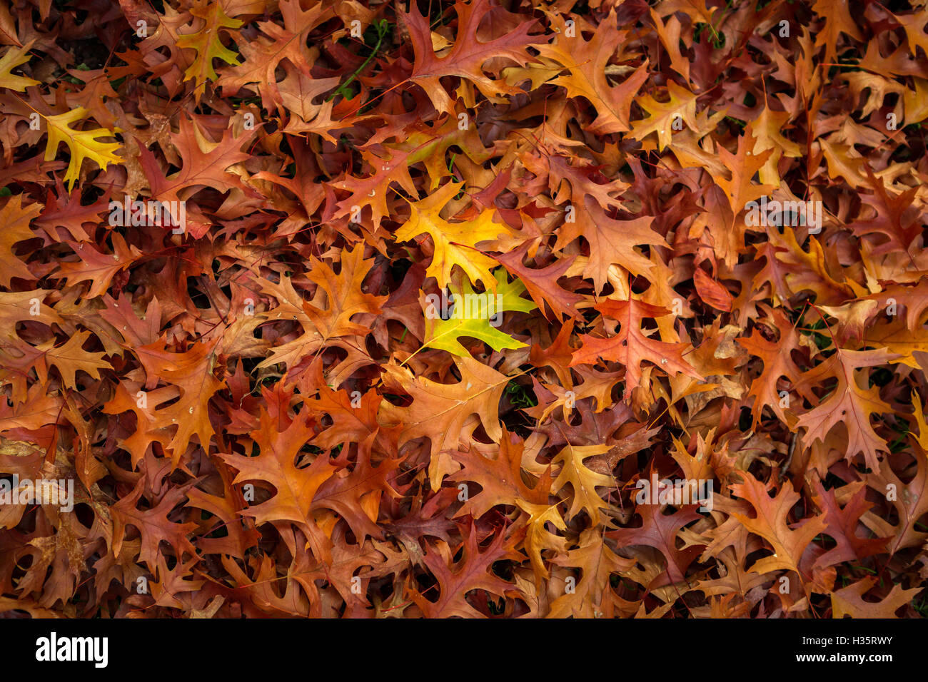 Autumn Leaf texture pattern background Stock Photo - Alamy