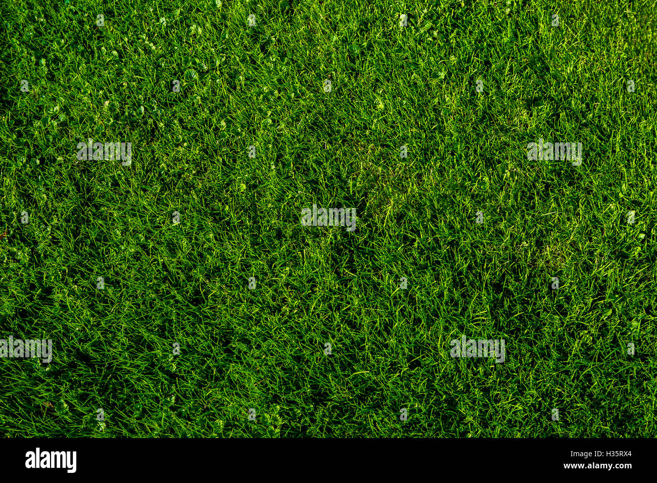 Green Grass Texture pattern background Stock Photo - Alamy