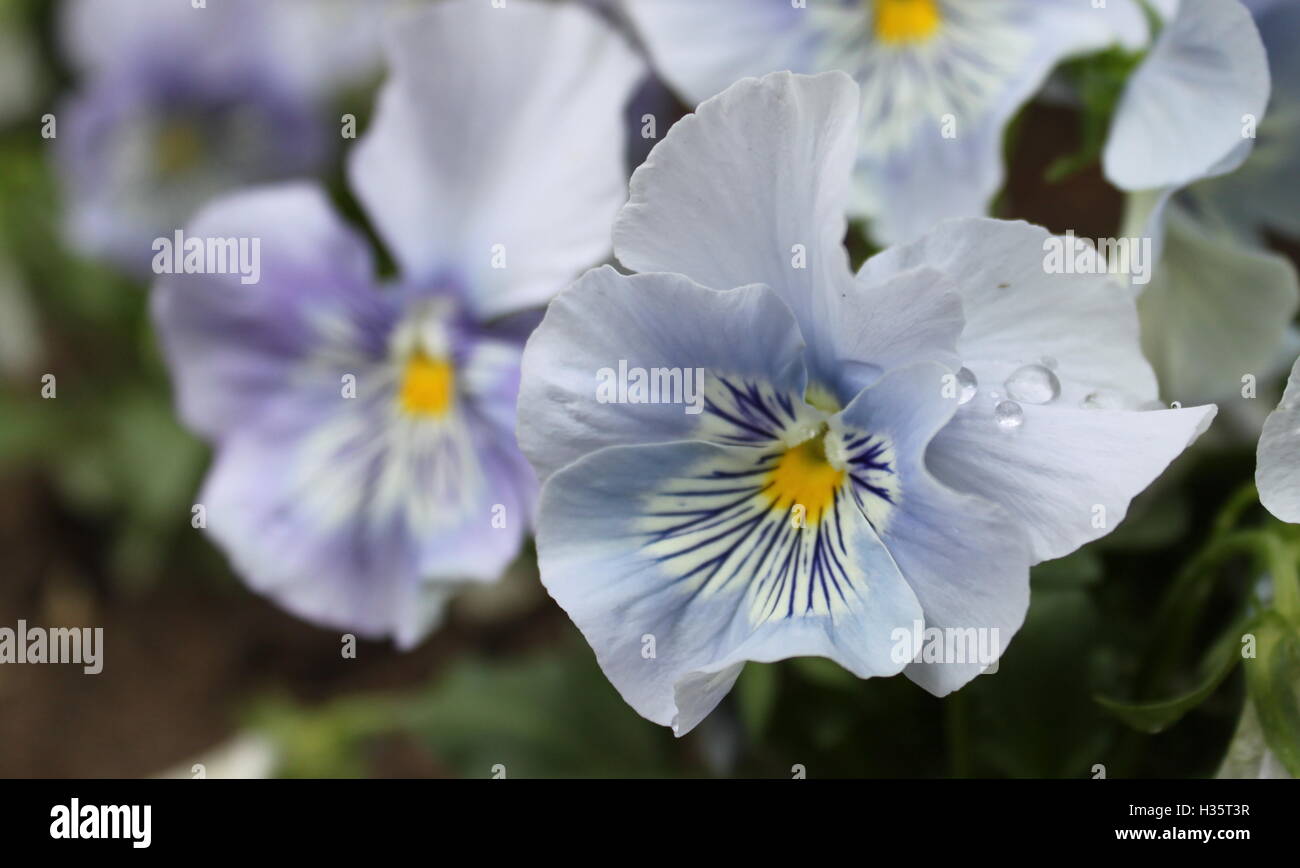Blue pansy flowers Stock Photo - Alamy