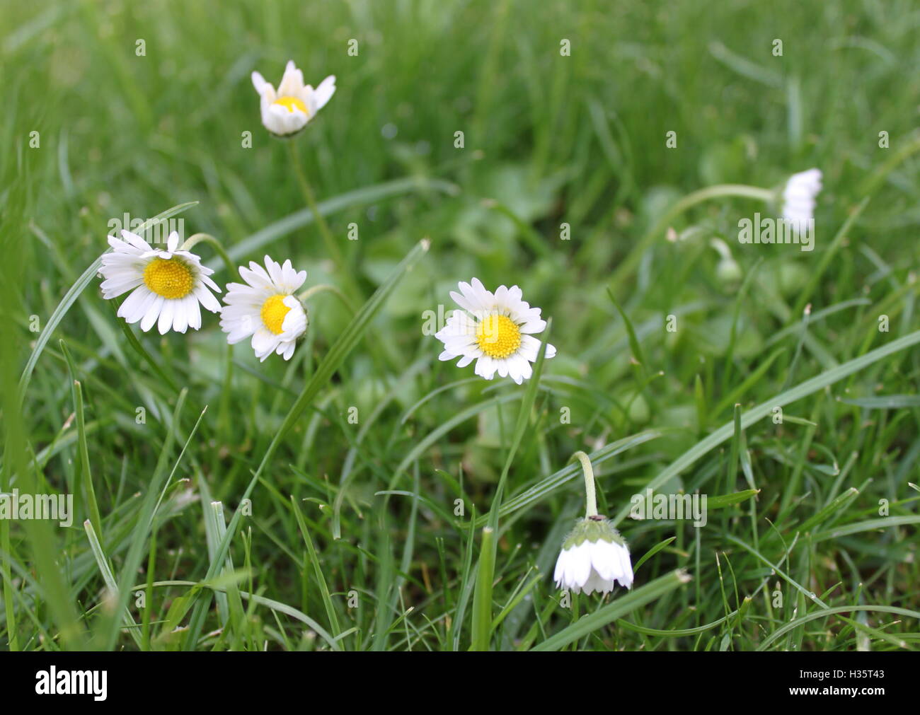 Closed daisy blossom hi-res stock photography and images - Alamy