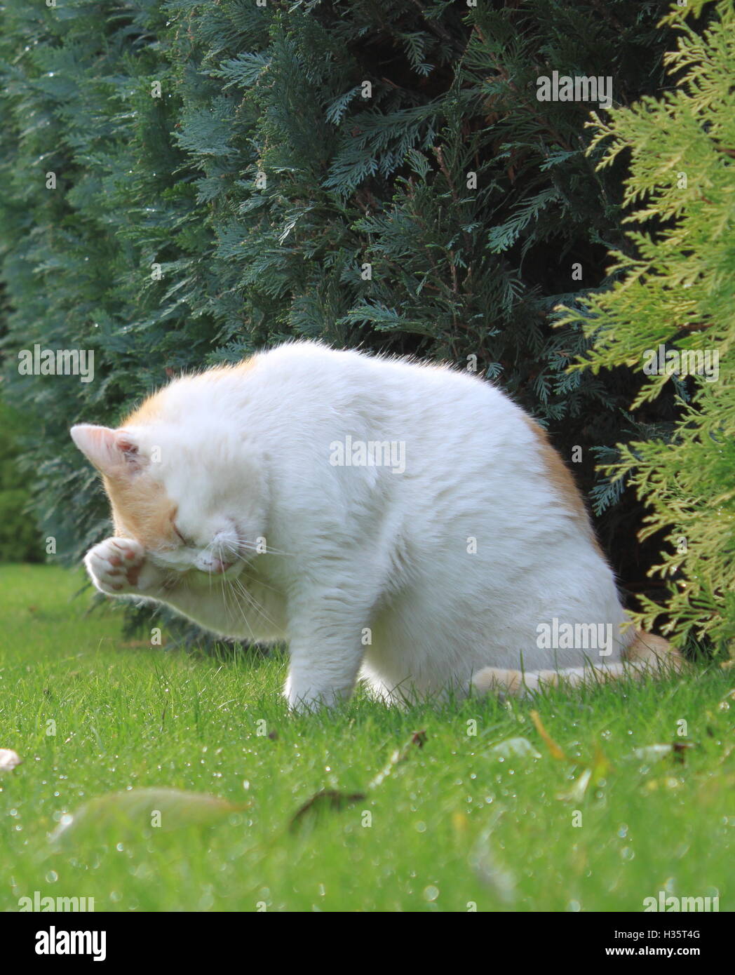 Red white tom cat hi-res stock photography and images - Alamy